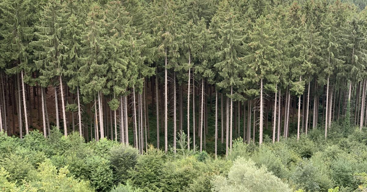 Forest Monitoring App – Products – Forest Radar