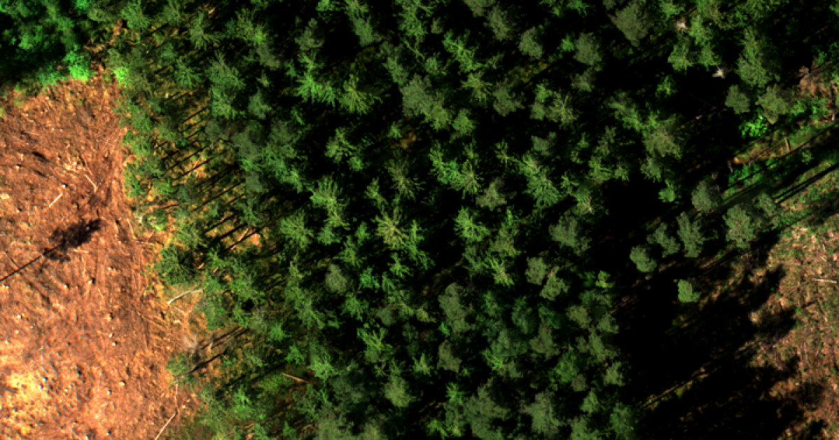 About Us – Forest Radar